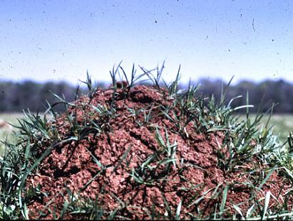 The Fire Ant Colony and Life Cycle
